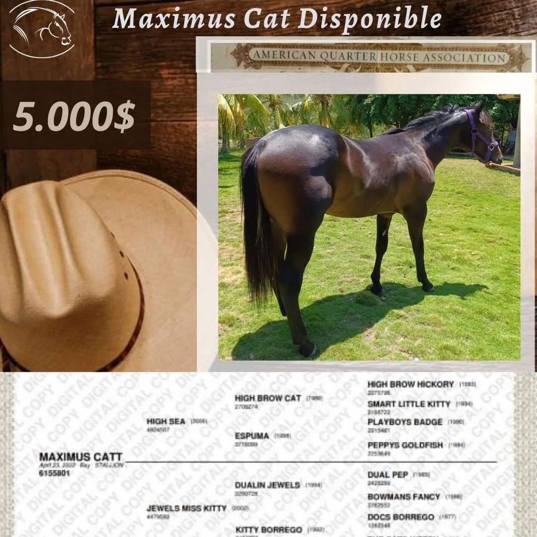 MAXIMUS CAT - Equinabursatil