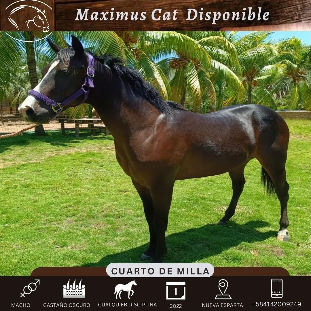 MAXIMUS CAT - Equinabursatil