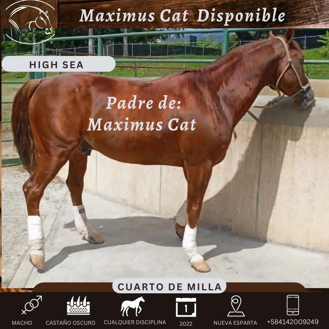 MAXIMUS CAT - Equinabursatil