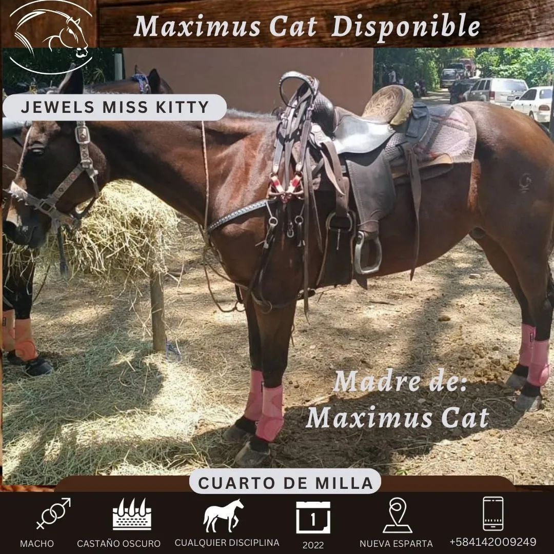MAXIMUS CAT - Equinabursatil