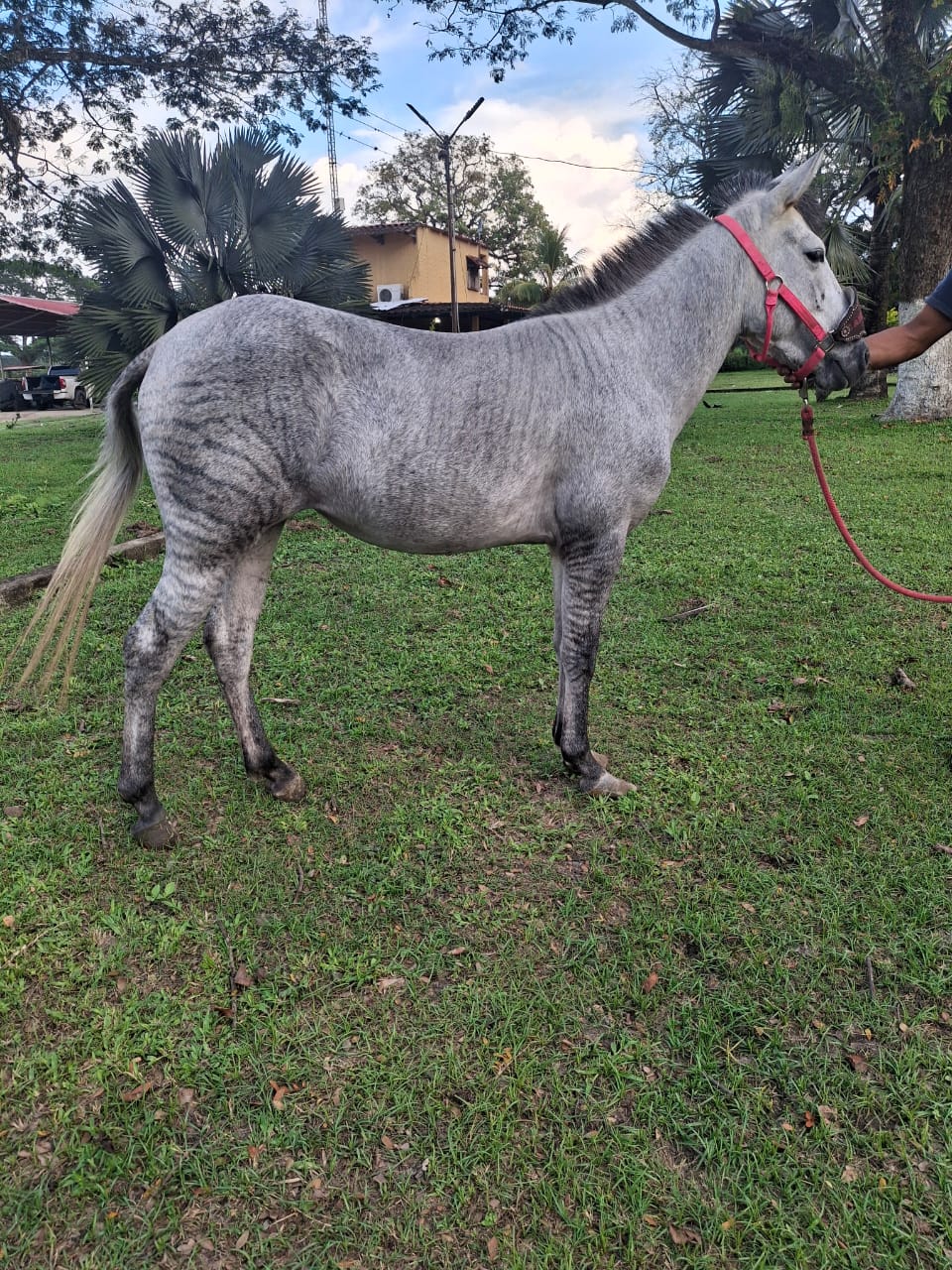 Cebra y Cuarto de Milla. Un animal que destaca en cualquier lugar por ...