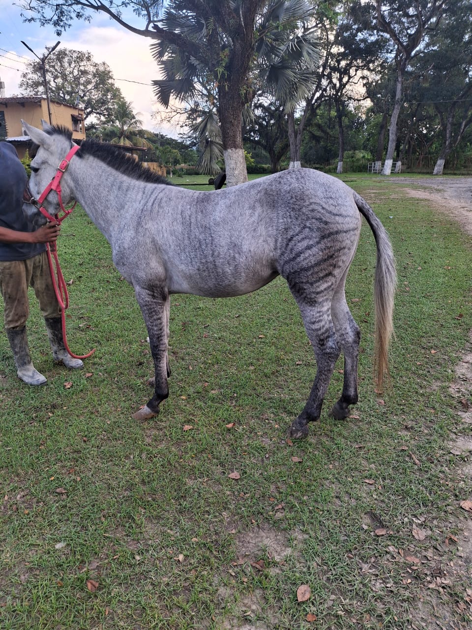 Cebra y Cuarto de Milla. Un animal que destaca en cualquier lugar por ...
